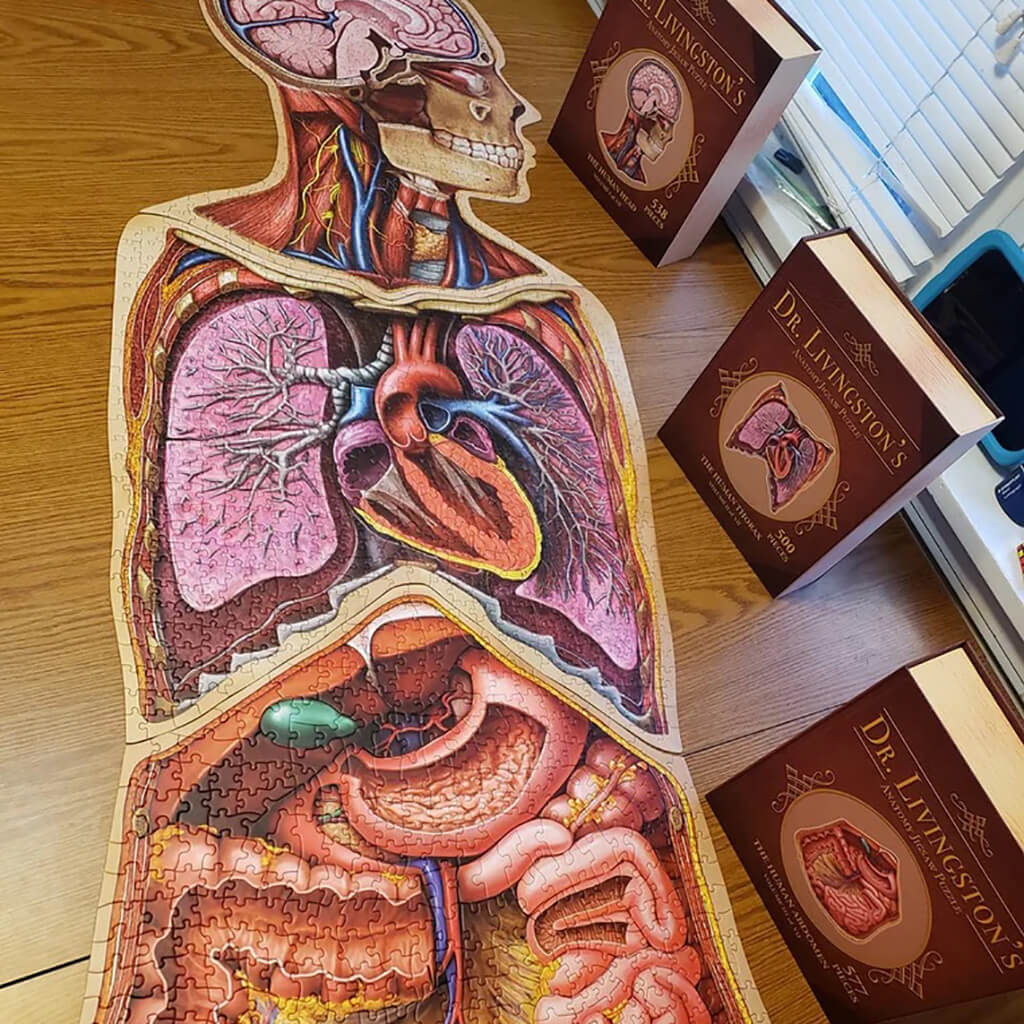 Dr Livingston's Anatomy 500-Piece Jigsaw Puzzle: The Human Thorax ...